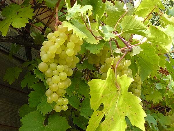 Quelles variétés de vigne de table choisir ? - Arrosoirs et Sécateurs